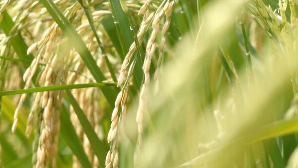 Ministers of 8 African countries are gathered in Seoul to establish the ...